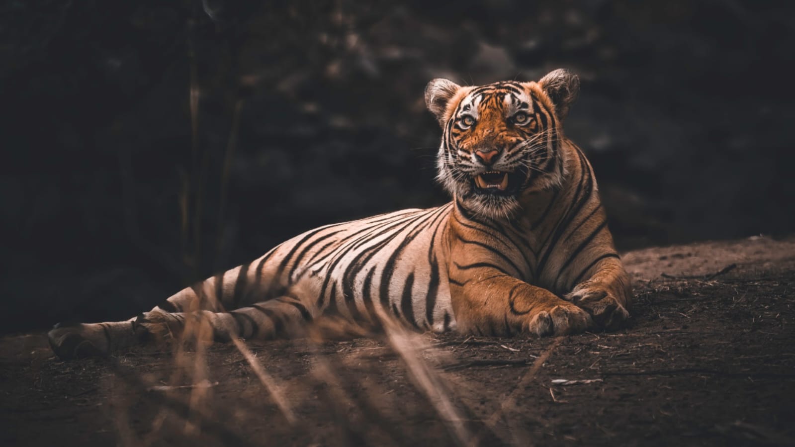 5 Popular Wildlife Sanctuaries & National Parks in West Bengal