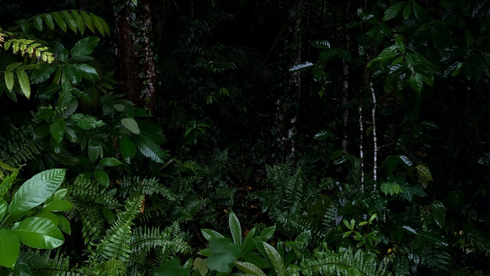 Top 6 Rainforests To Visit Around The World - Dreamtrix