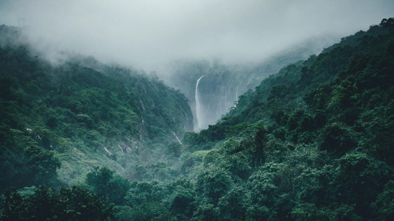 Top 6 Rainforests To Visit Around The World - Dreamtrix