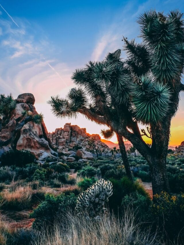 7 Facts About Joshua Tree National Park, California - Dreamtrix