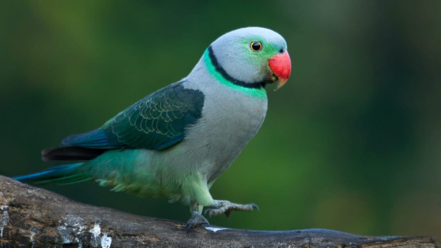 Top 6 Popular Bird Sanctuaries To Visit In India - Dreamtrix