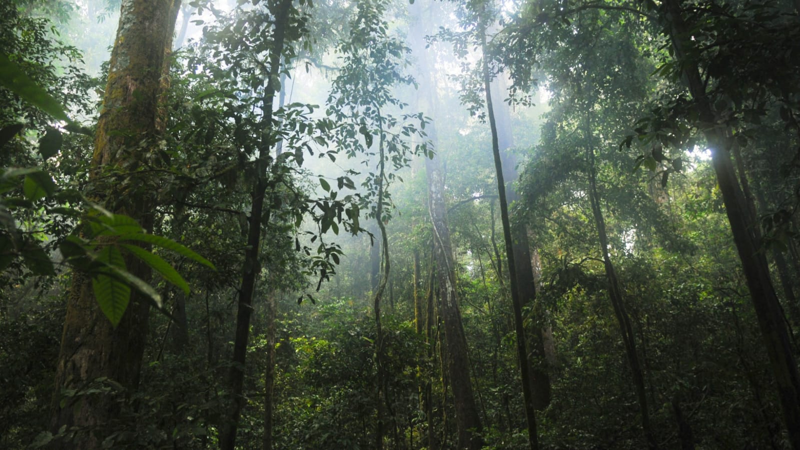 Top 6 Famous Rainforests You Can Visit In India - Dreamtrix