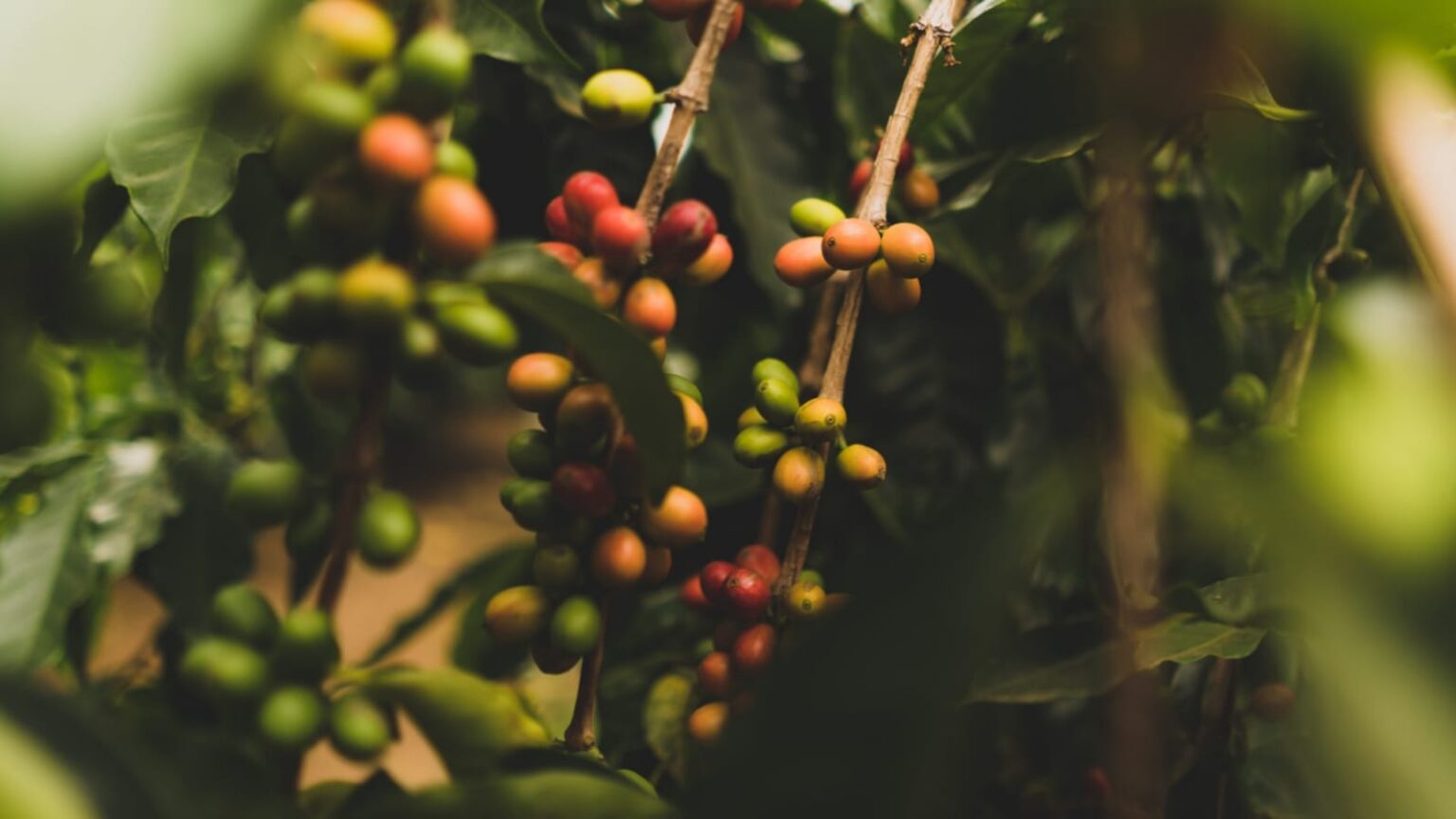 8 Most Beautiful Coffee Plantations In India You Must Visit - Dreamtrix