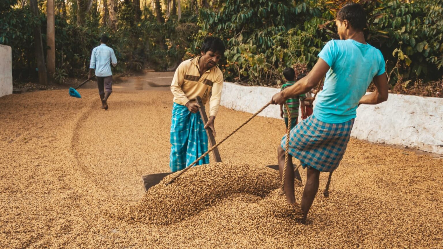 8 Most Beautiful Coffee Plantations In India You Must Visit - Dreamtrix