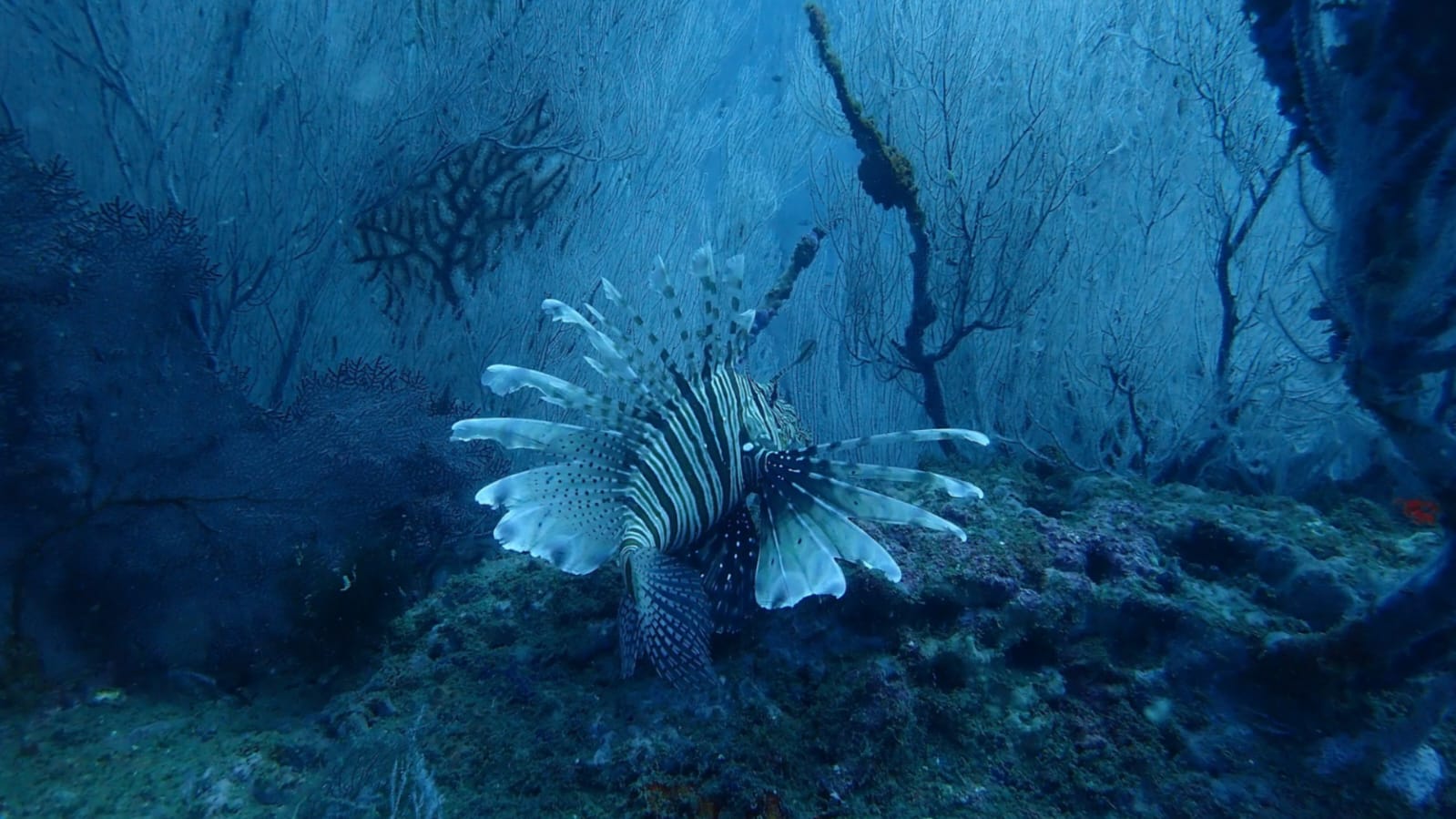 6 Incredible Marine National Parks To Explore In India - Dreamtrix