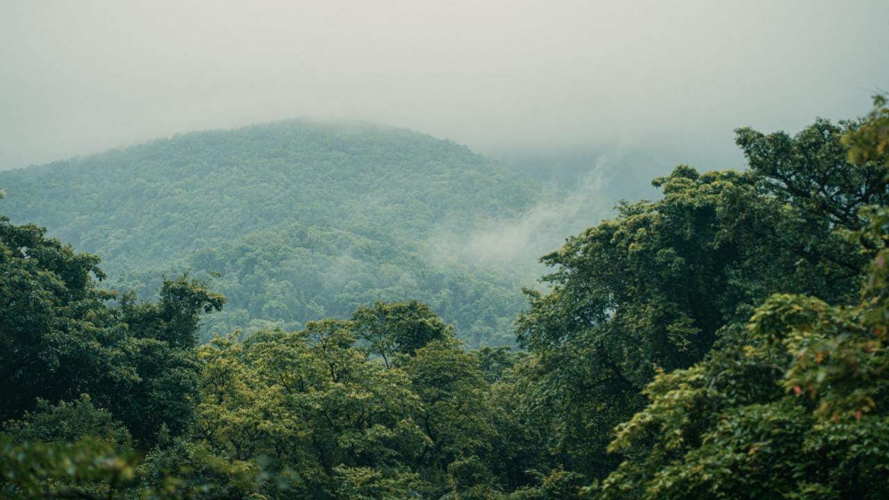 6 Best National Parks & Wildlife Sanctuaries in Goa - Dreamtrix